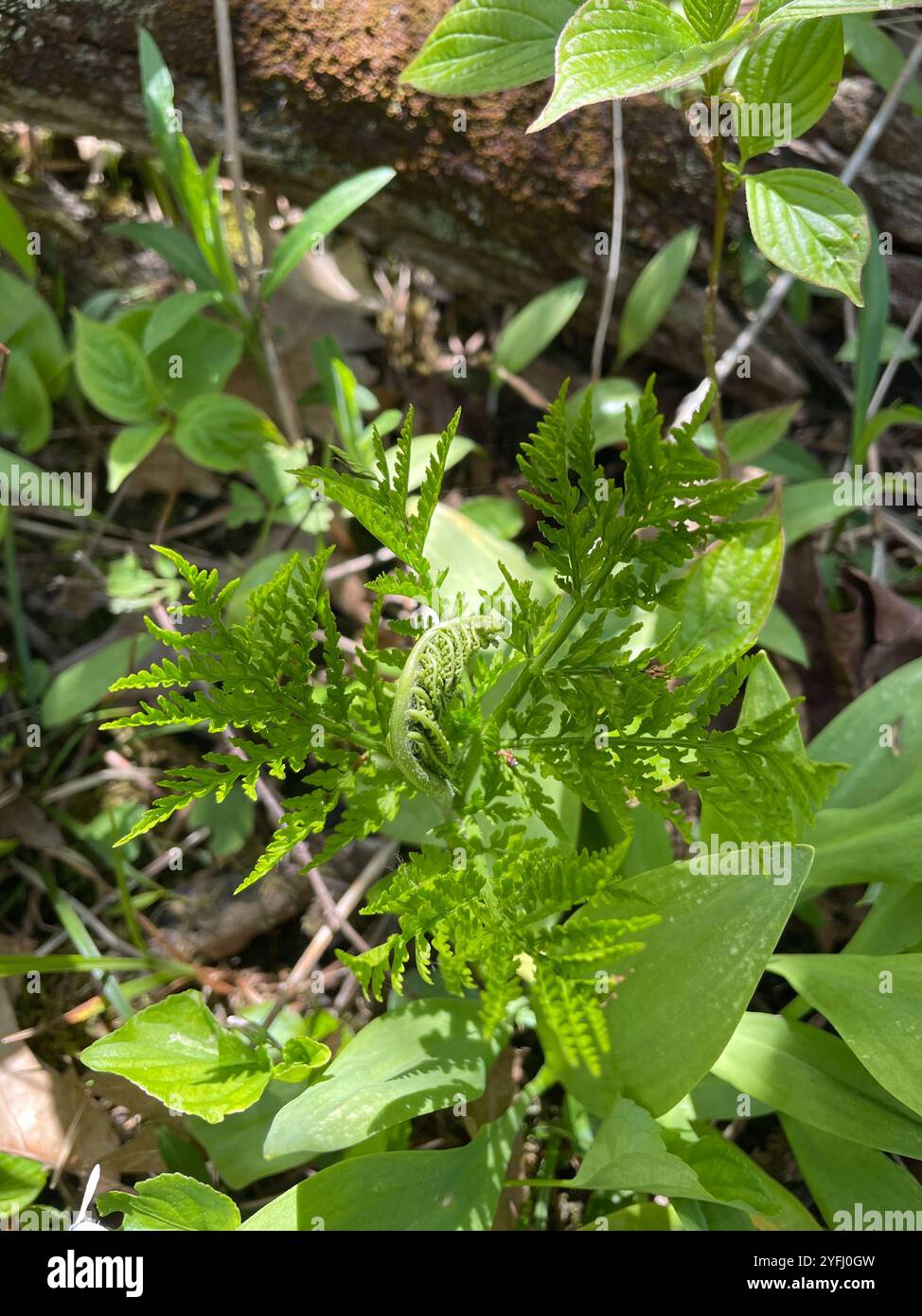 rattlesnake fern (Botrypus virginianus Stock Photo - Alamy
