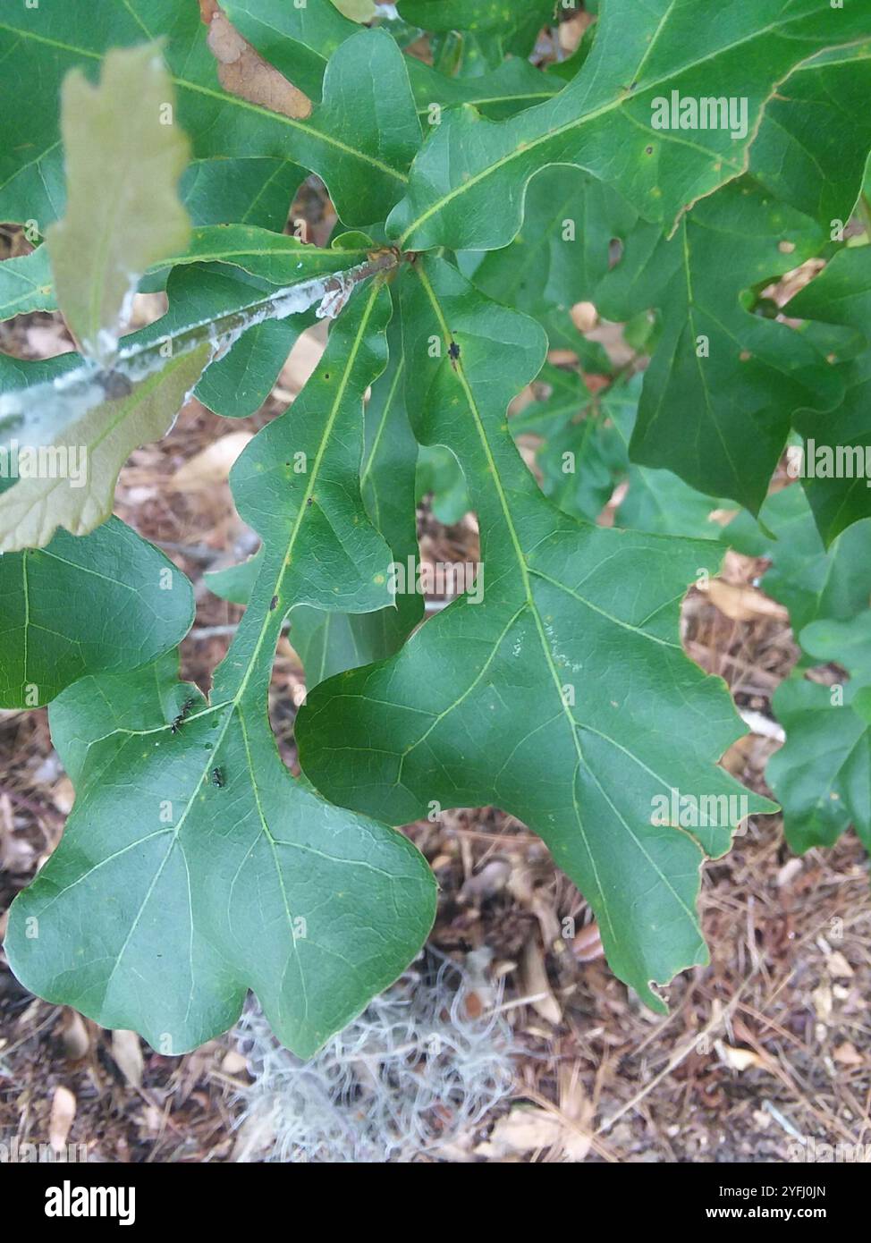 post oak (Quercus stellata Stock Photo - Alamy