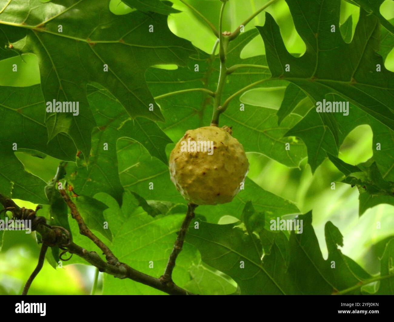 Spongy Oak Apple Gall Wasp (Amphibolips confluenta Stock Photo - Alamy