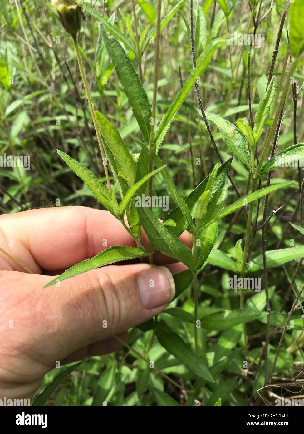 Texas creeping-oxeye (Wedelia hispida Stock Photo - Alamy