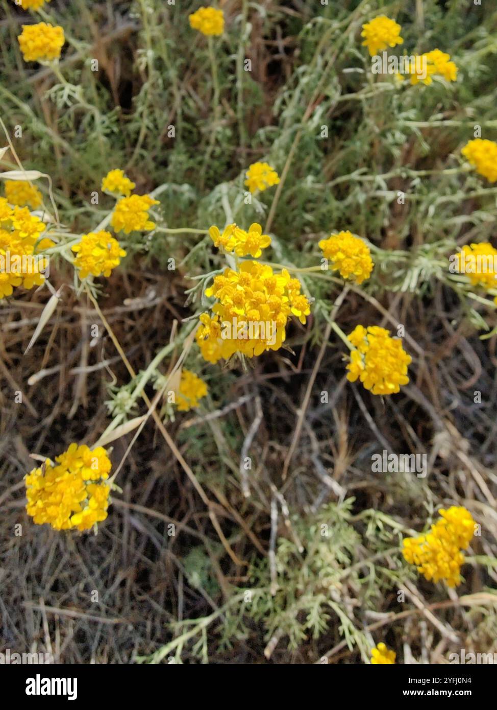 Golden Yarrow (Eriophyllum confertiflorum Stock Photo - Alamy
