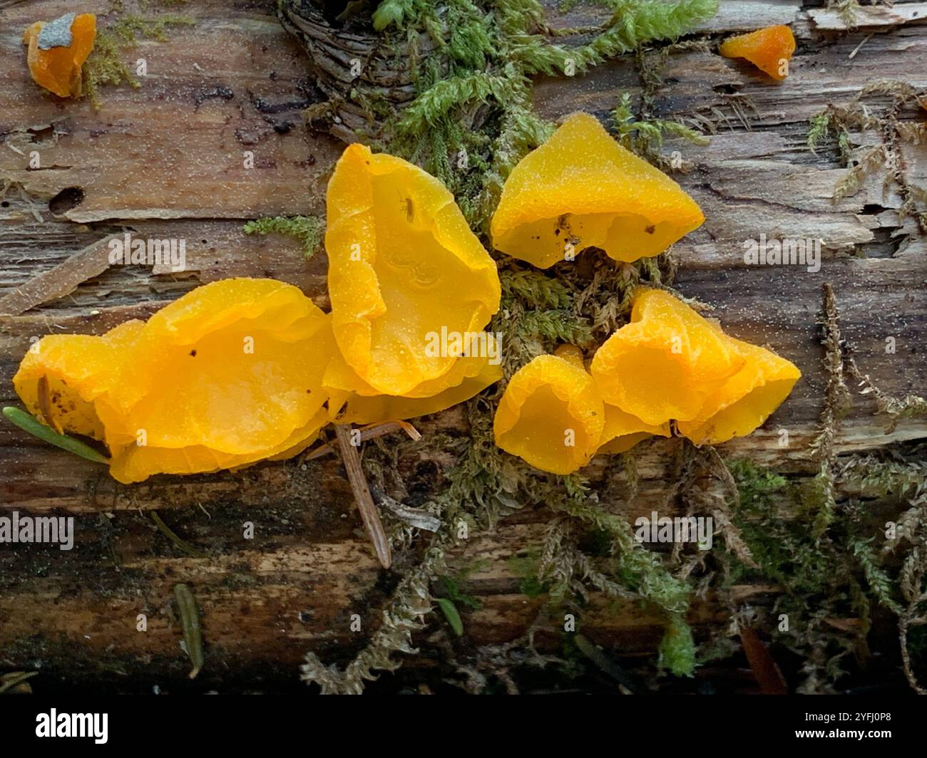 Alpine jelly cone hi-res stock photography and images - Alamy
