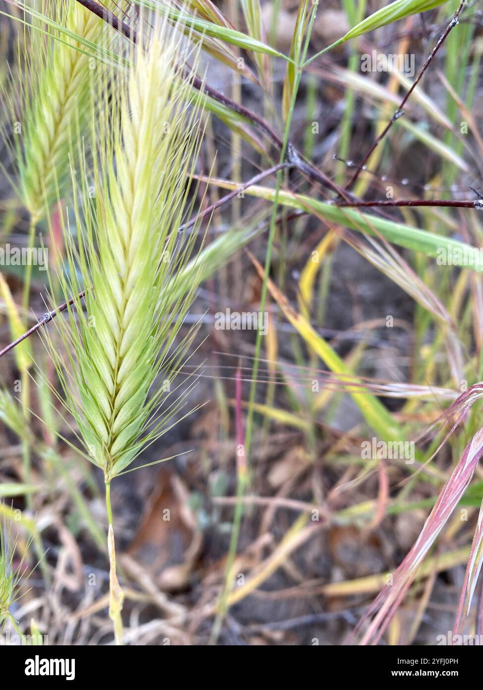wall barley (Hordeum murinum Stock Photo - Alamy
