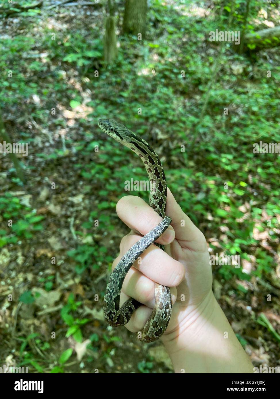 Eastern Ratsnake (Pantherophis alleghaniensis Stock Photo - Alamy