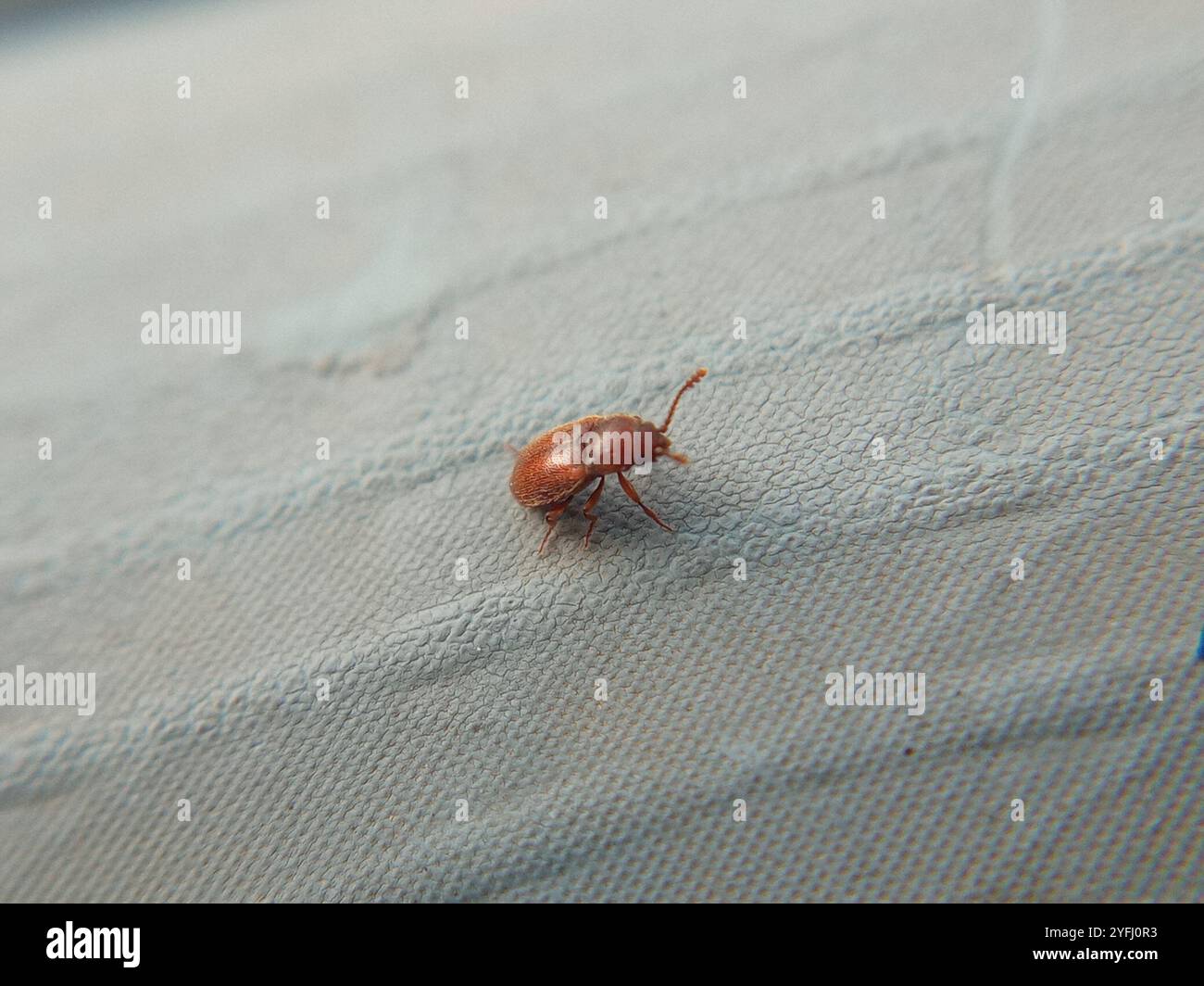 Foreign grain beetle hi-res stock photography and images - Alamy