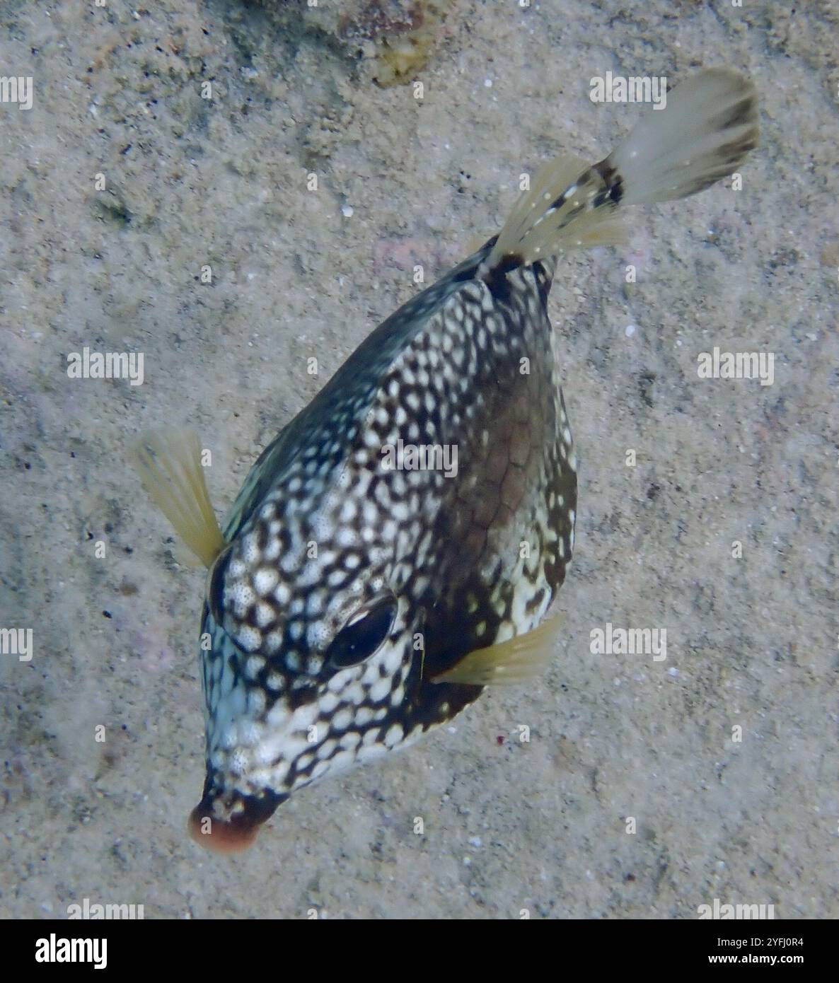 Smooth Trunkfish (Lactophrys triqueter Stock Photo - Alamy