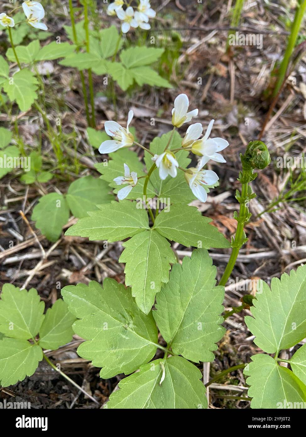 Two-leaved Toothwort (Cardamine diphylla Stock Photo - Alamy