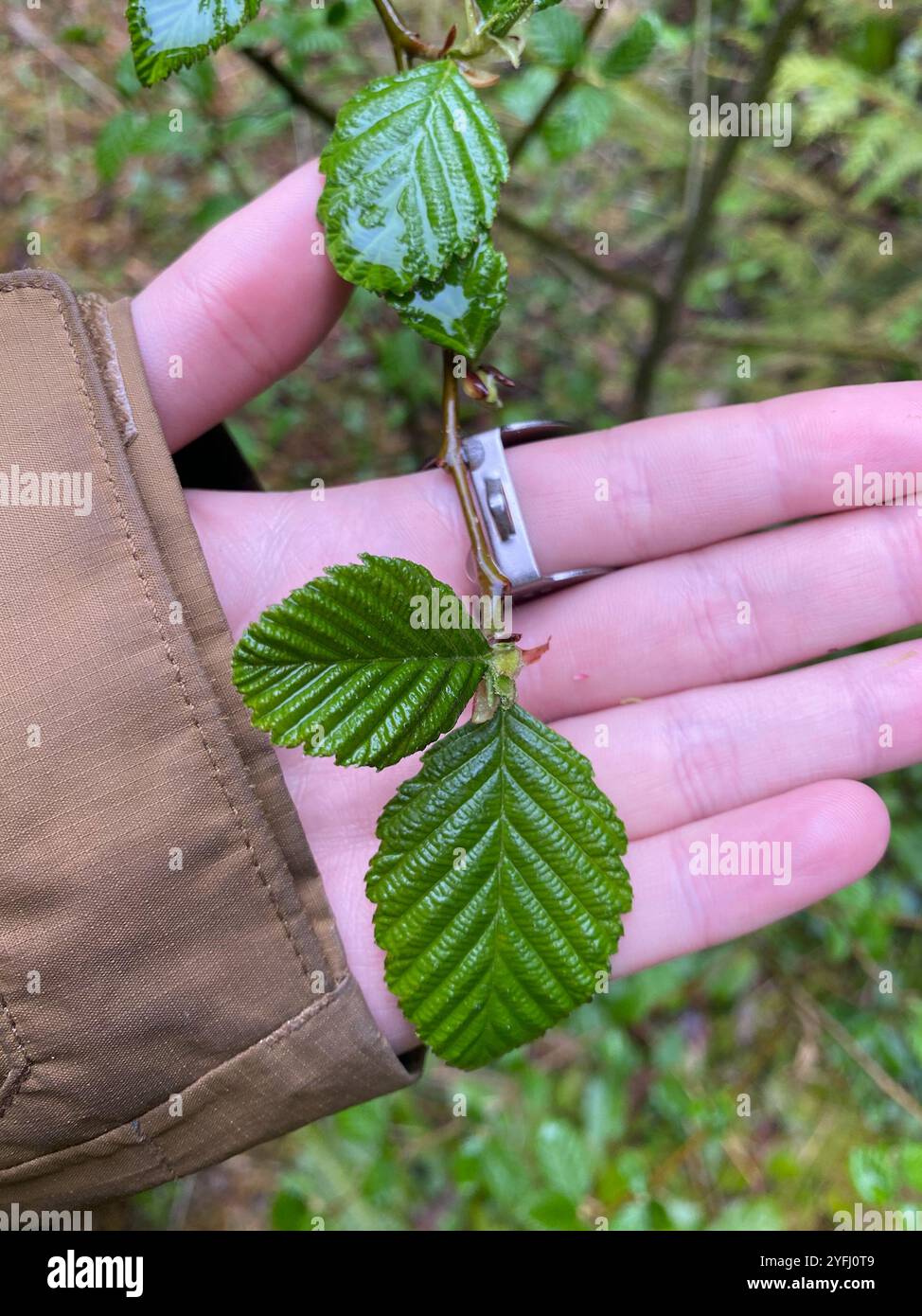 Red Alder (Alnus rubra Stock Photo - Alamy