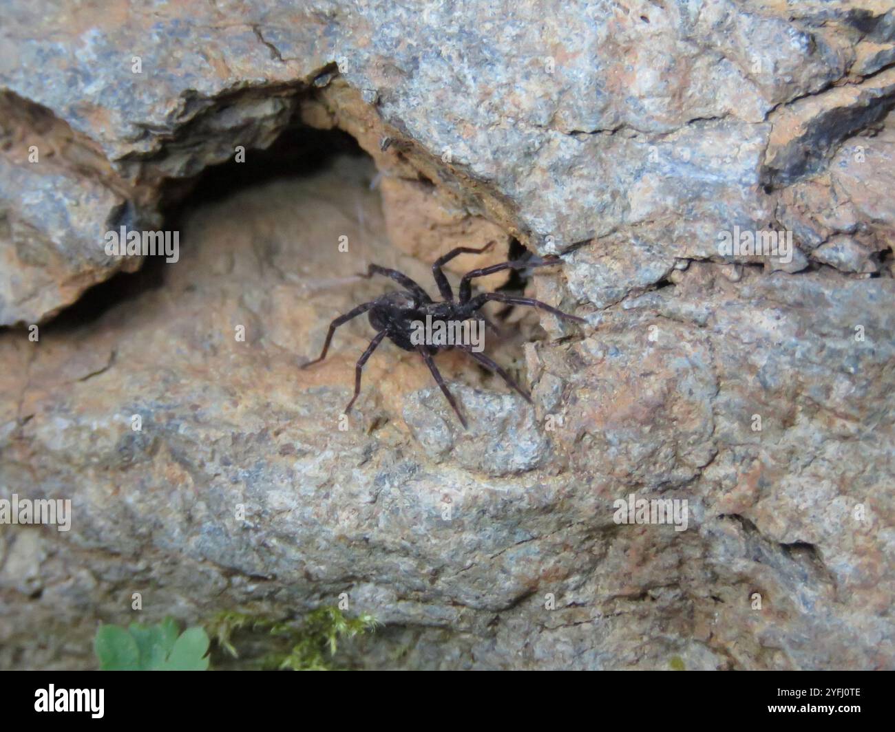 Thin-legged Wolf Spiders (Pardosa Stock Photo - Alamy