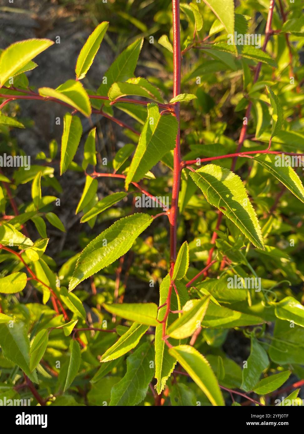 Chickasaw plum (Prunus angustifolia Stock Photo - Alamy