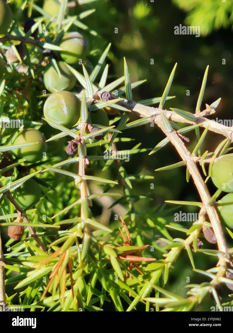 western prickly juniper (Juniperus oxycedrus Stock Photo - Alamy
