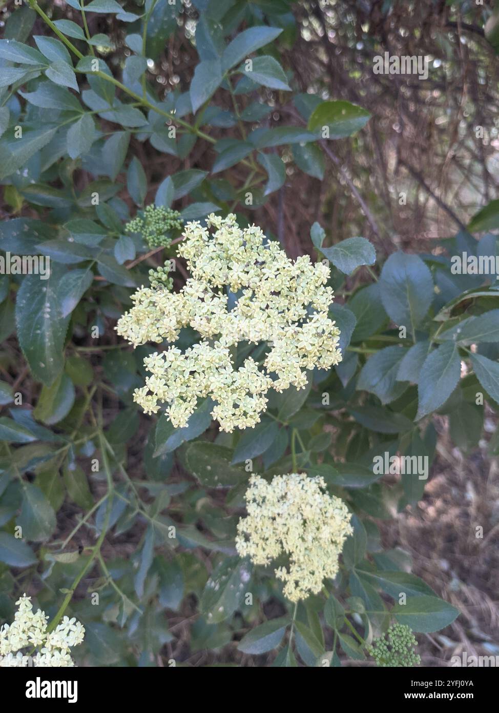 blue elder (Sambucus cerulea Stock Photo - Alamy