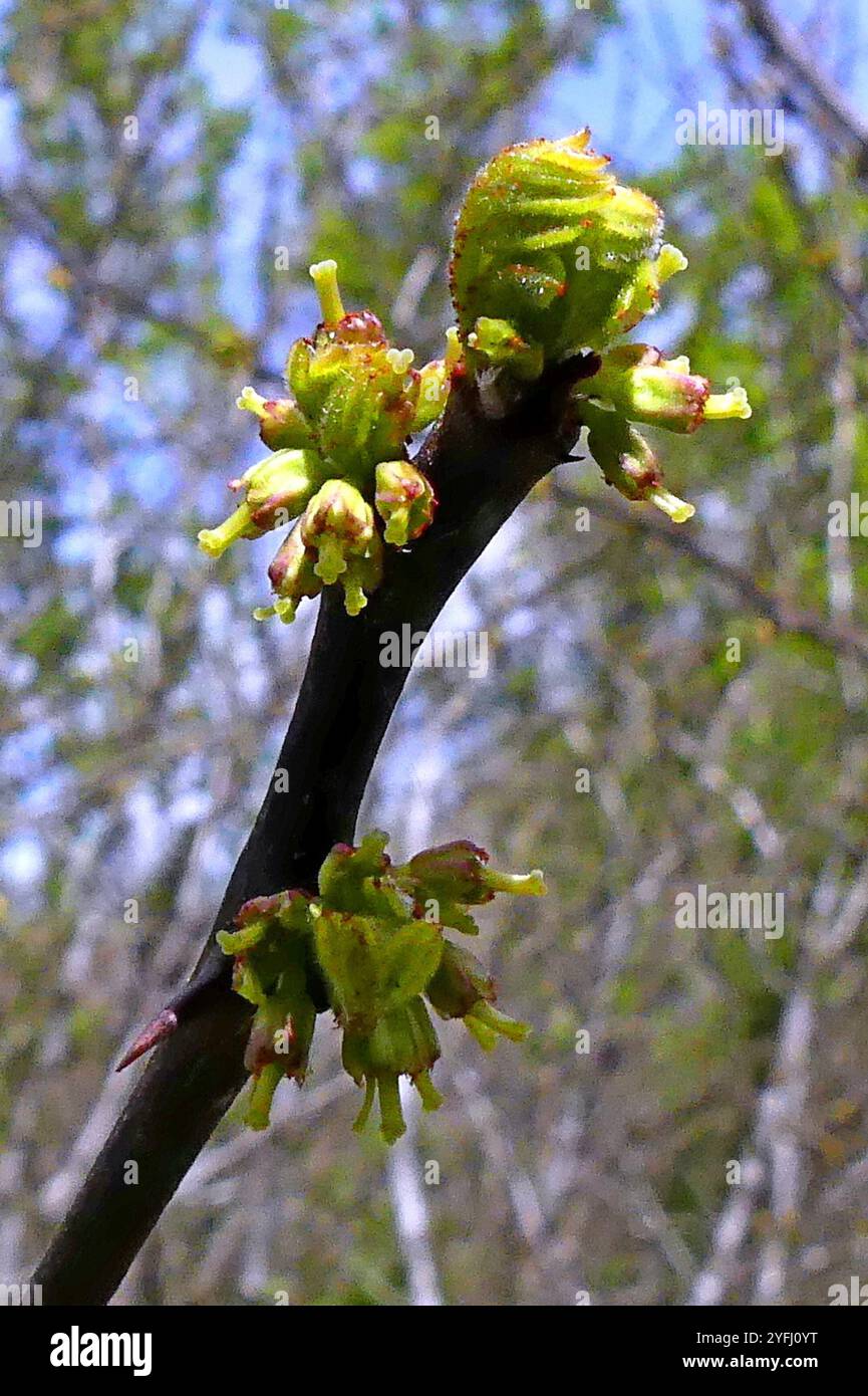 common prickly ash (Zanthoxylum americanum Stock Photo - Alamy