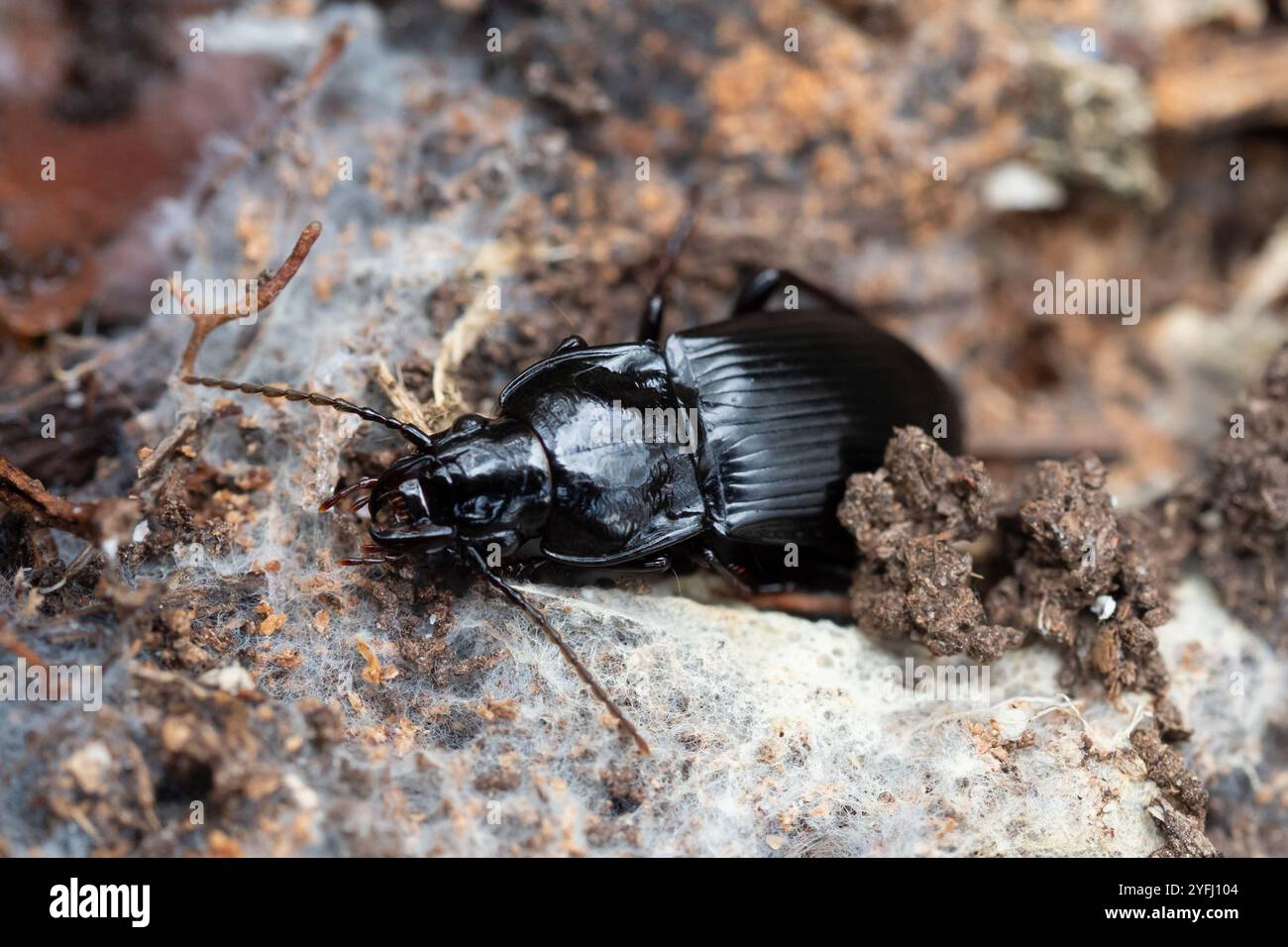 Abax parallelepipedus hi-res stock photography and images - Alamy