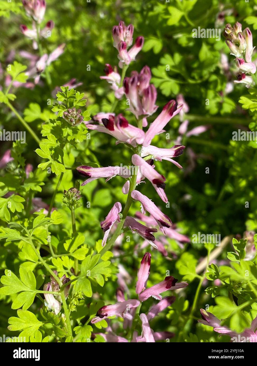 common ramping-fumitory (Fumaria muralis Stock Photo - Alamy