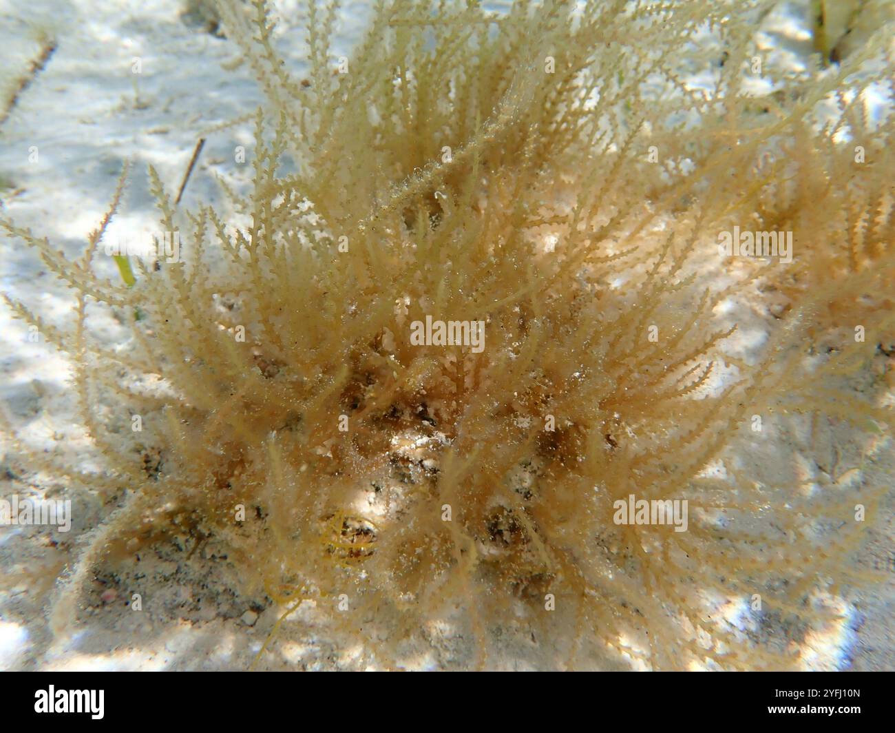 red algae (Rhodophyta Stock Photo - Alamy