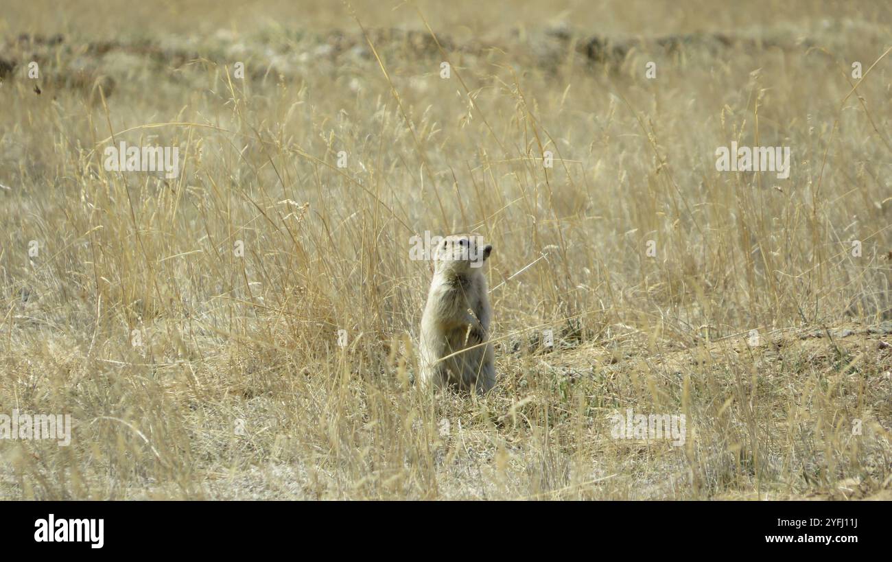 Long-tailed Ground Squirrel (Urocitellus undulatus Stock Photo - Alamy