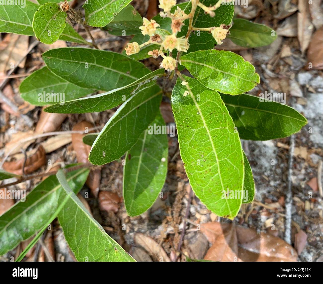 Gopher apple (Geobalanus oblongifolius Stock Photo - Alamy