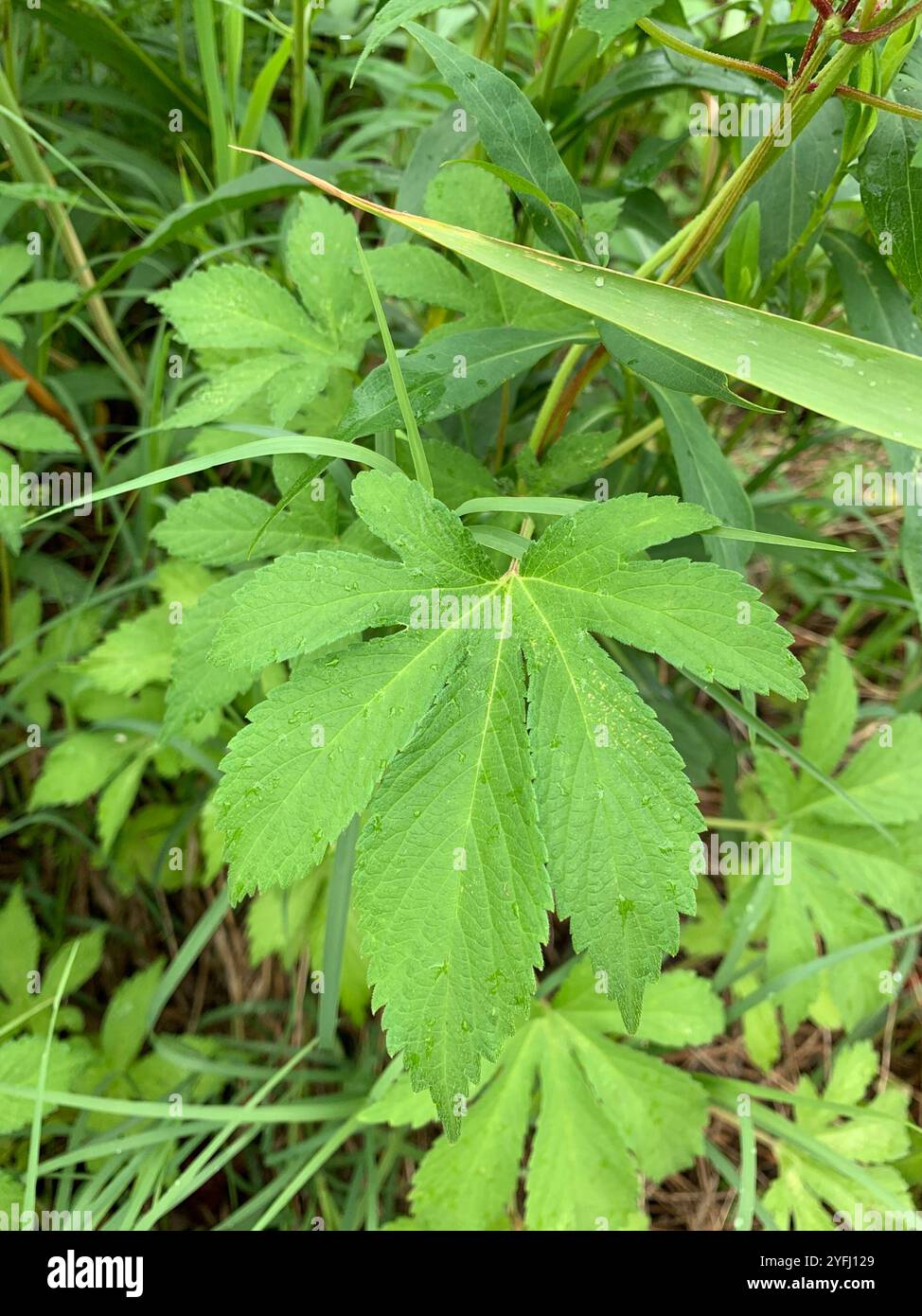 Japanese Hops (Humulus scandens Stock Photo - Alamy