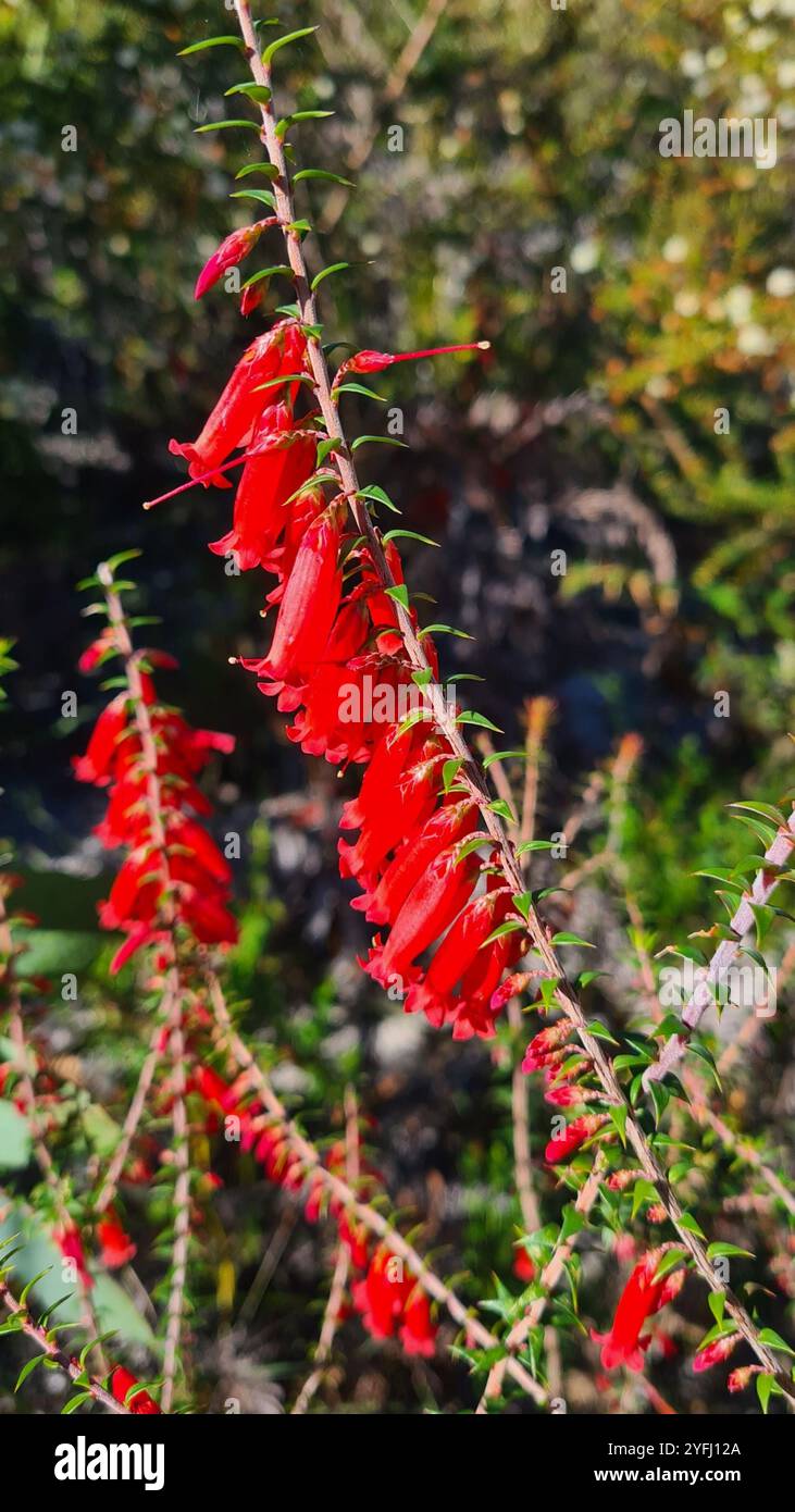 Common Heath (Epacris impressa Stock Photo - Alamy