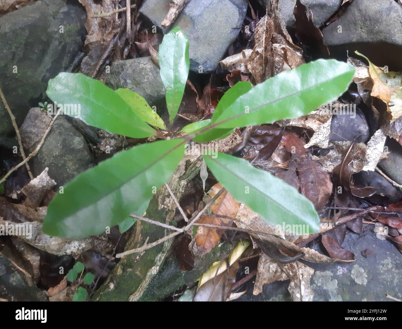 Hedycarya arborea hedycarya arborea hi-res stock photography and images ...