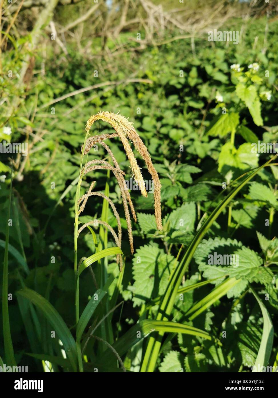 Hanging sedge (Carex pendula Stock Photo - Alamy