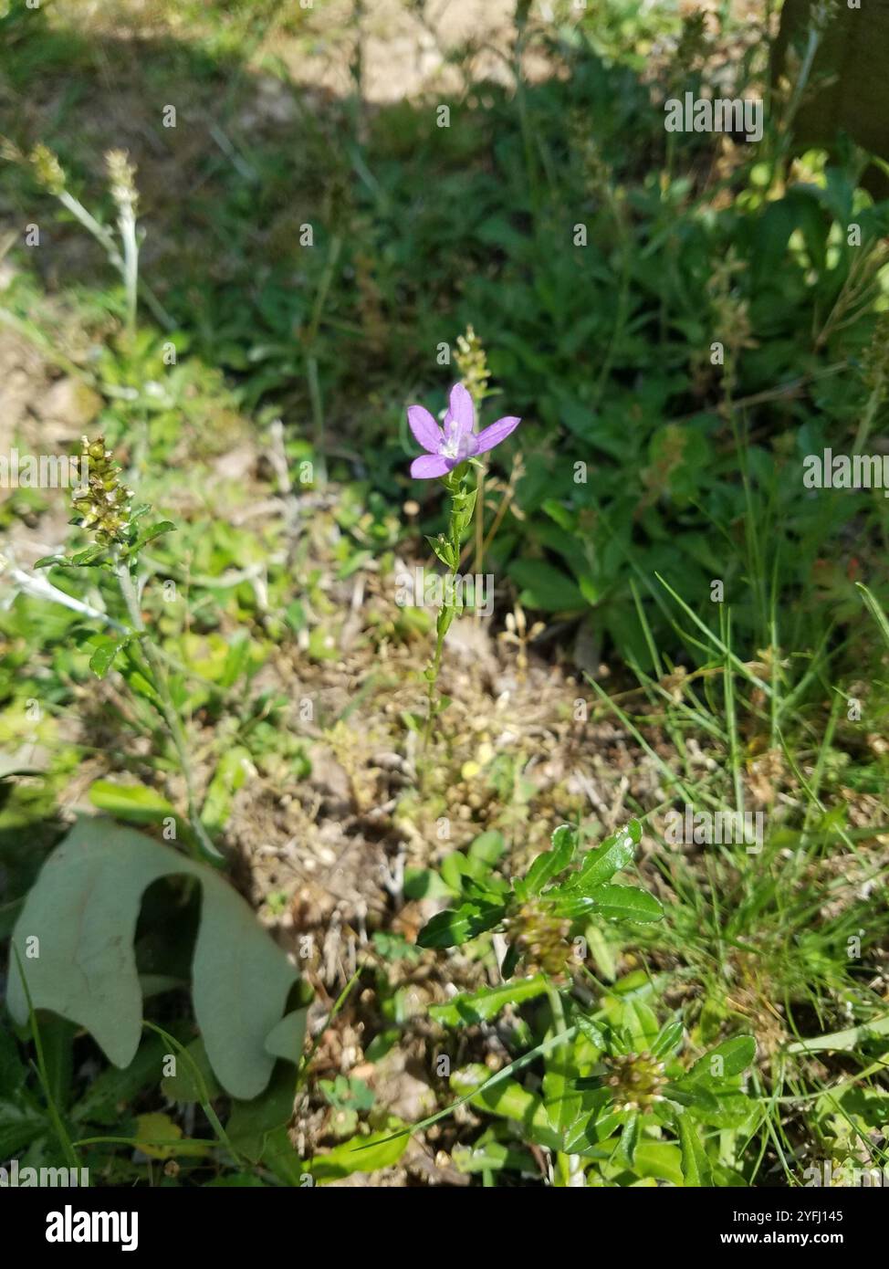 Venus's looking-glass (Triodanis biflora Stock Photo - Alamy