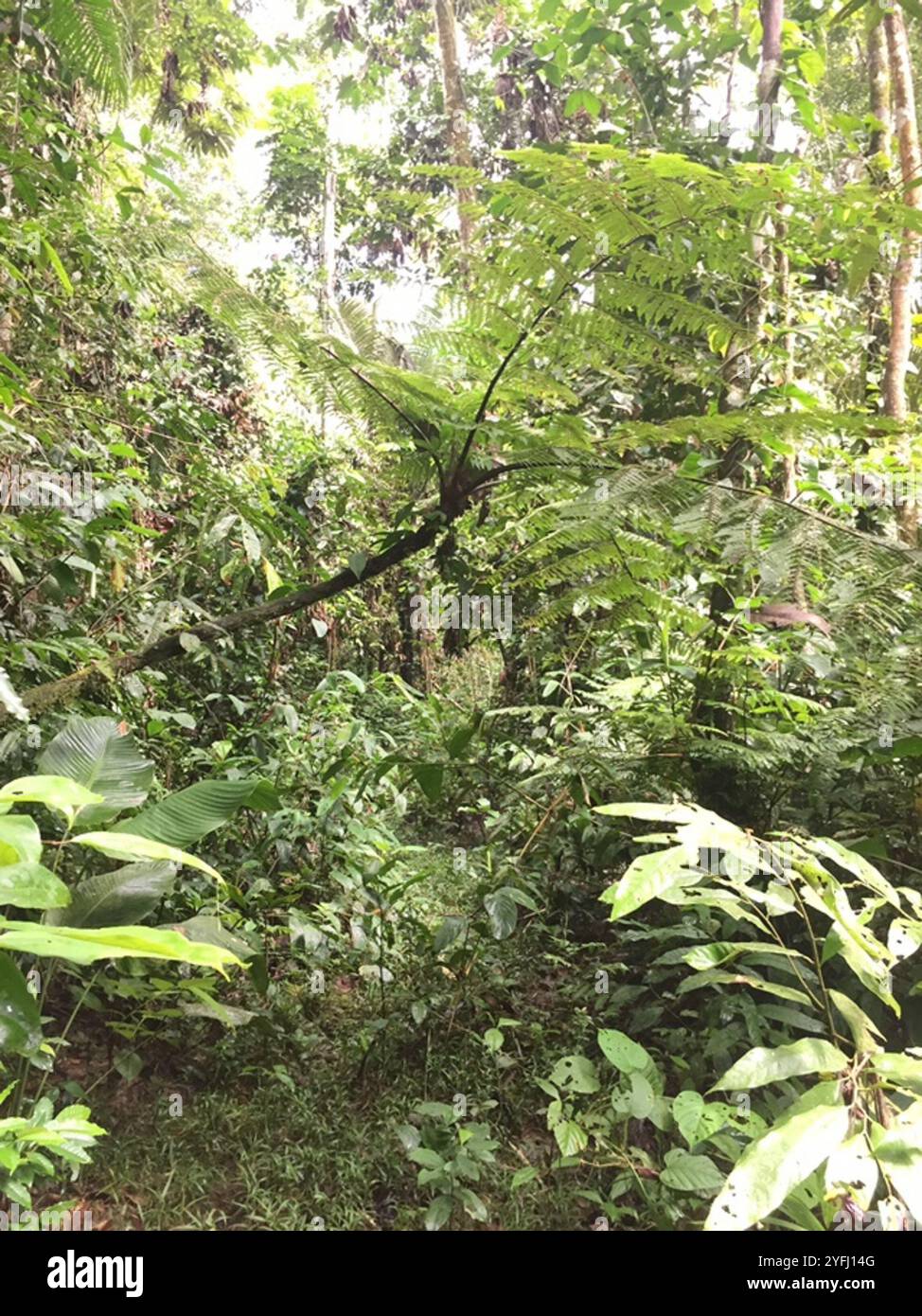 scaly tree ferns (Cyathea Stock Photo - Alamy