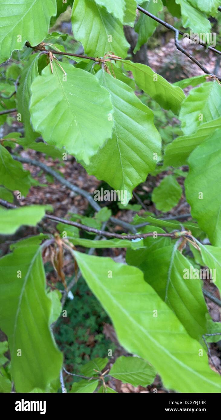 European beech (Fagus sylvatica Stock Photo - Alamy