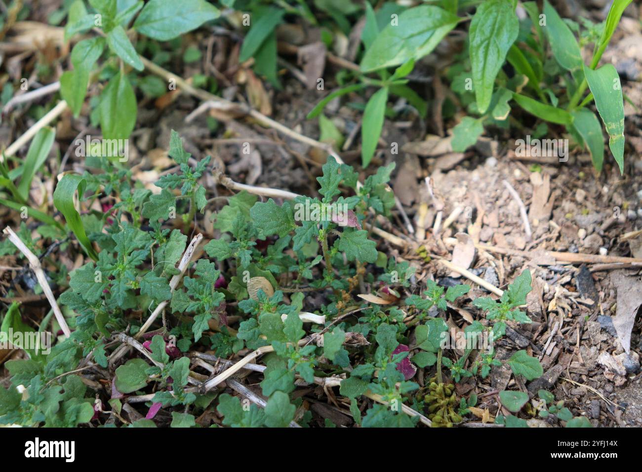 Clammy goosefoot (Dysphania pumilio Stock Photo - Alamy