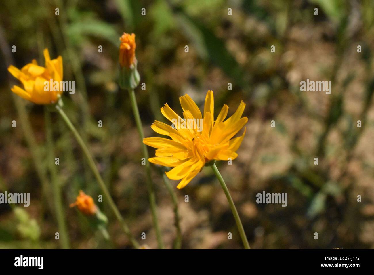 Two-flower Dwarf-dandelion (Krigia biflora Stock Photo - Alamy