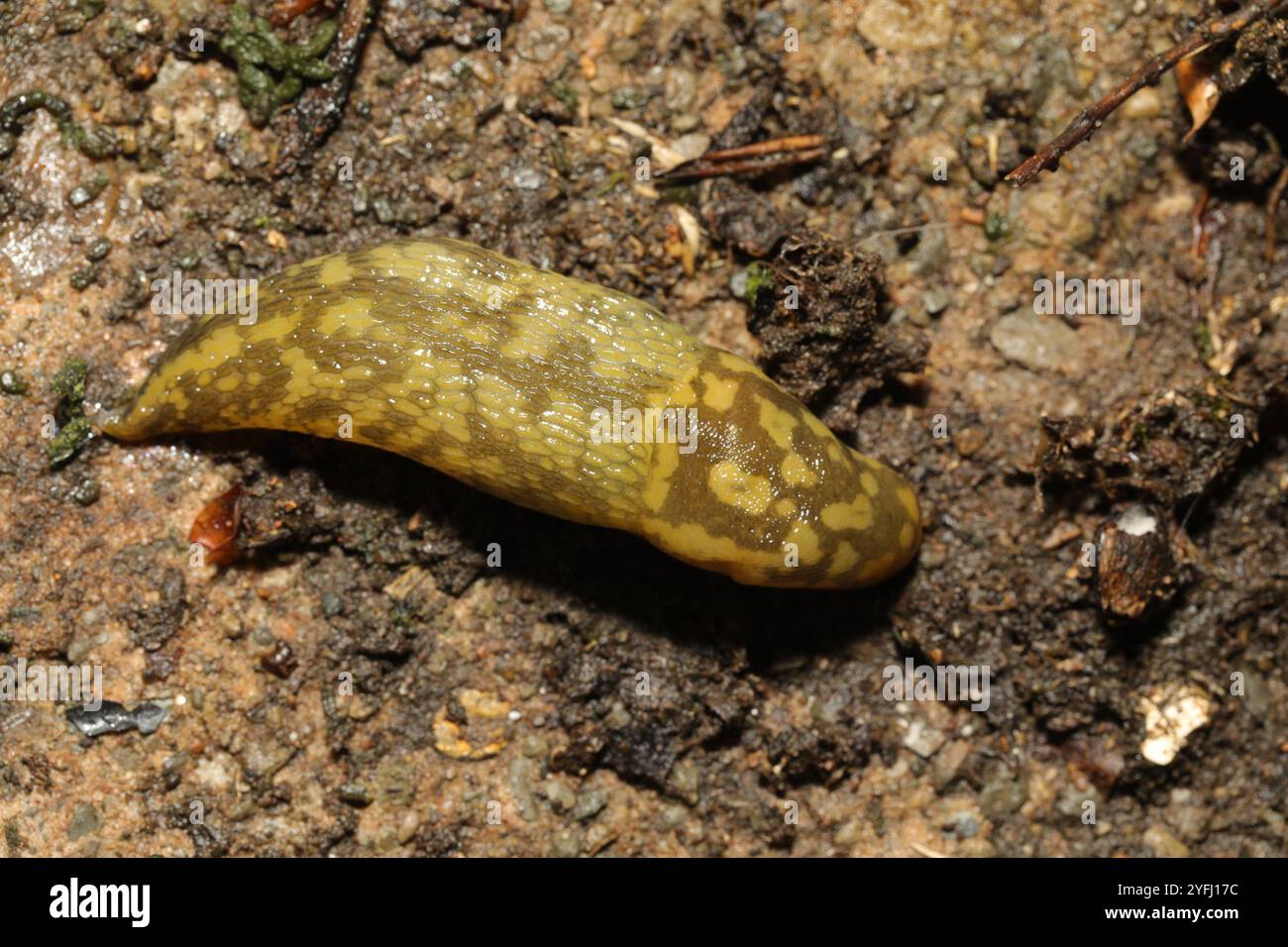 Green cellar slug hi-res stock photography and images - Alamy