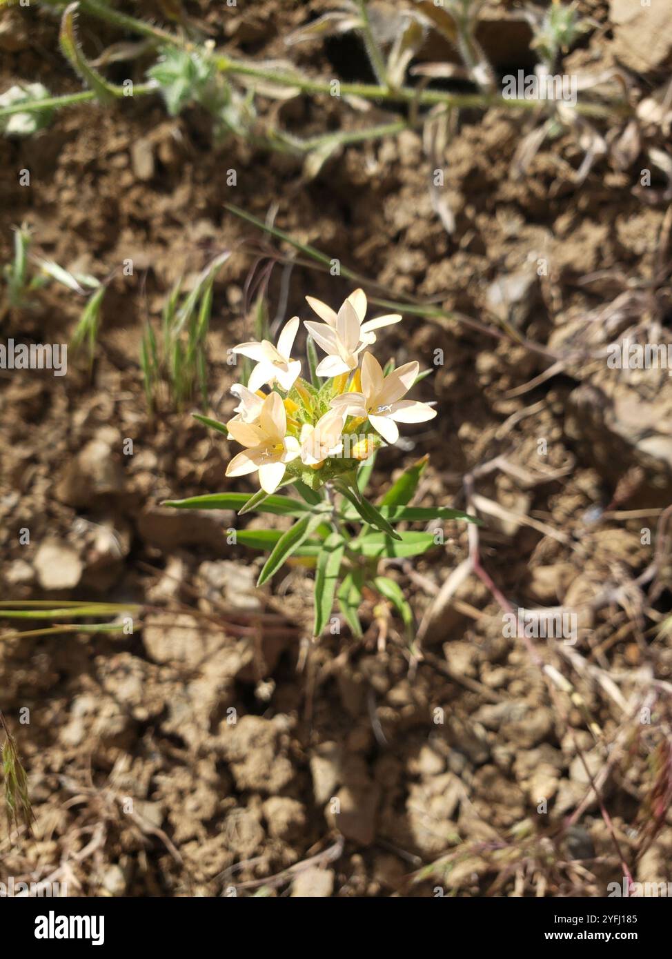 grand collomia (Collomia grandiflora Stock Photo - Alamy