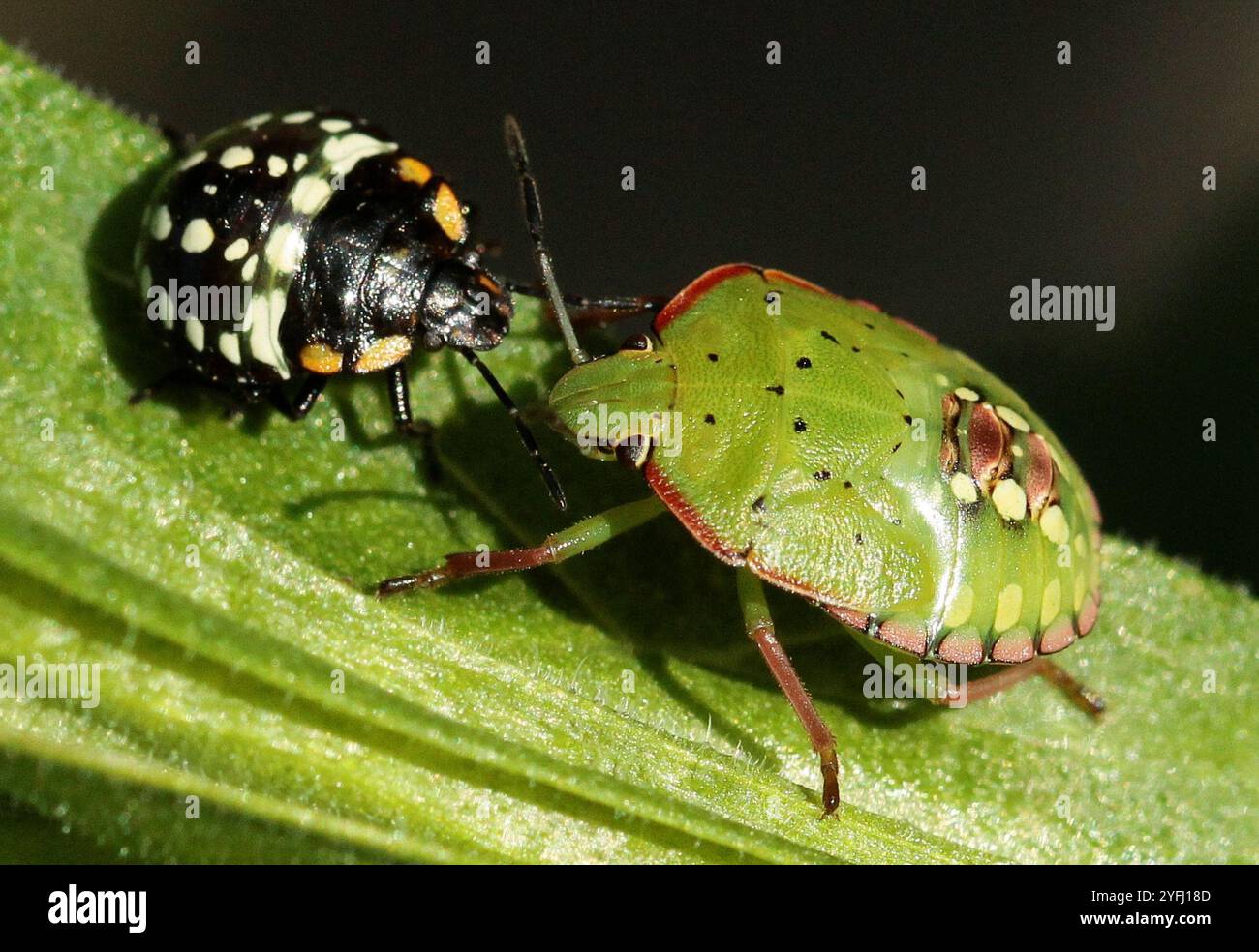 Southern Green Stink Bug (Nezara viridula Stock Photo - Alamy