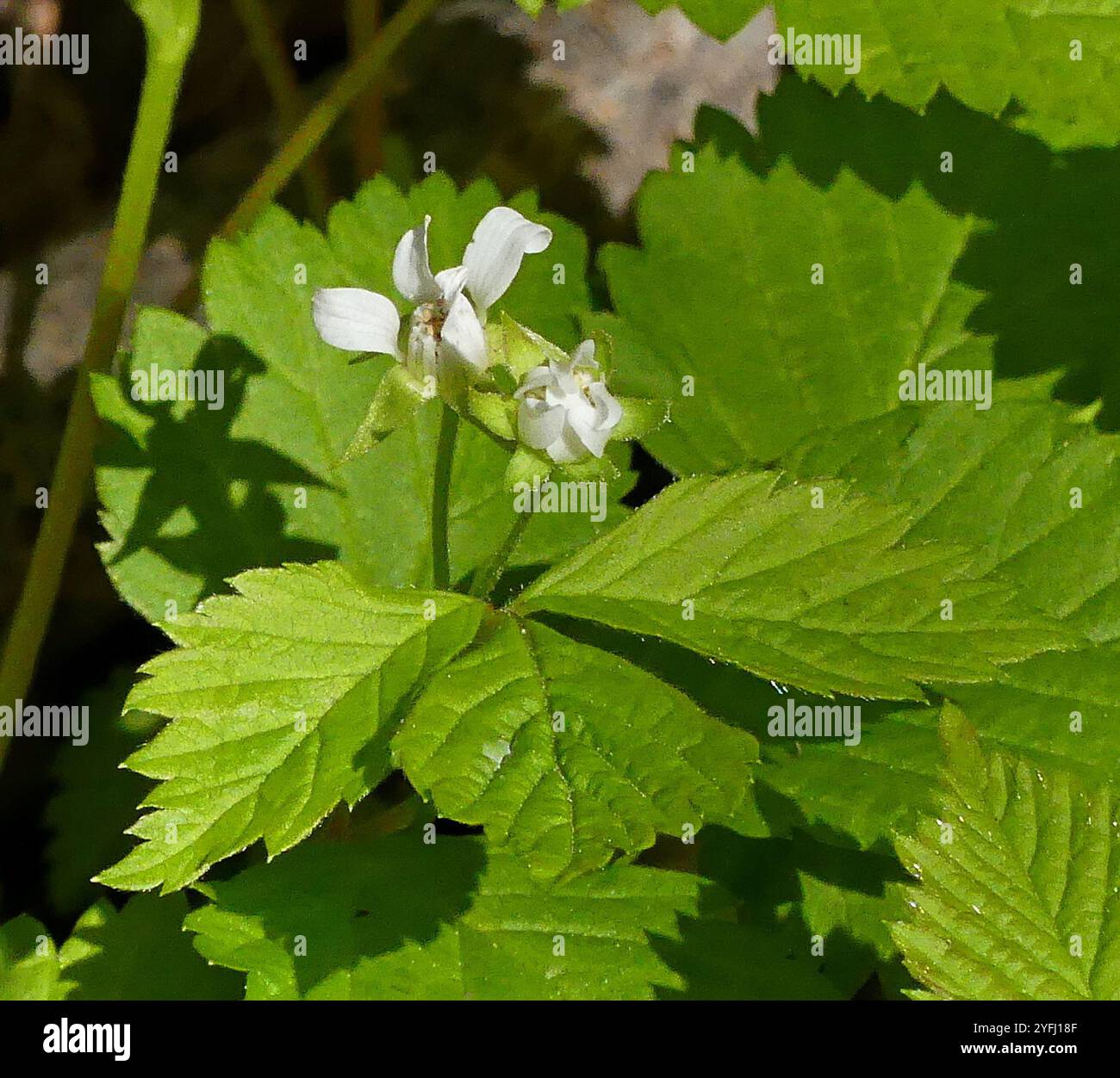 dwarf raspberry (Rubus pubescens Stock Photo - Alamy