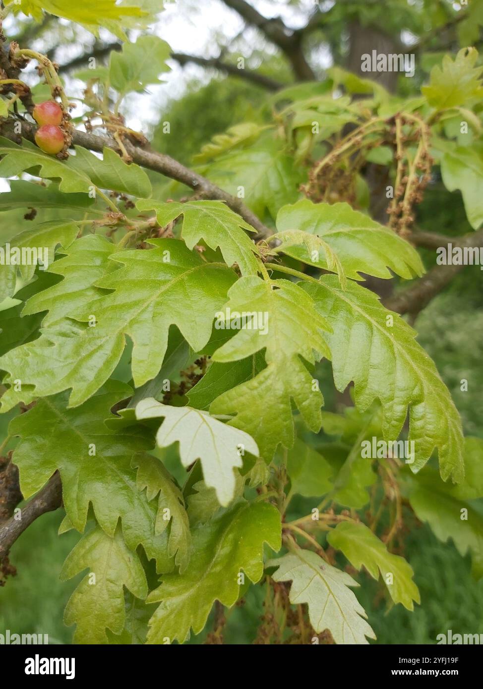 Turkey Oak (Quercus cerris Stock Photo - Alamy