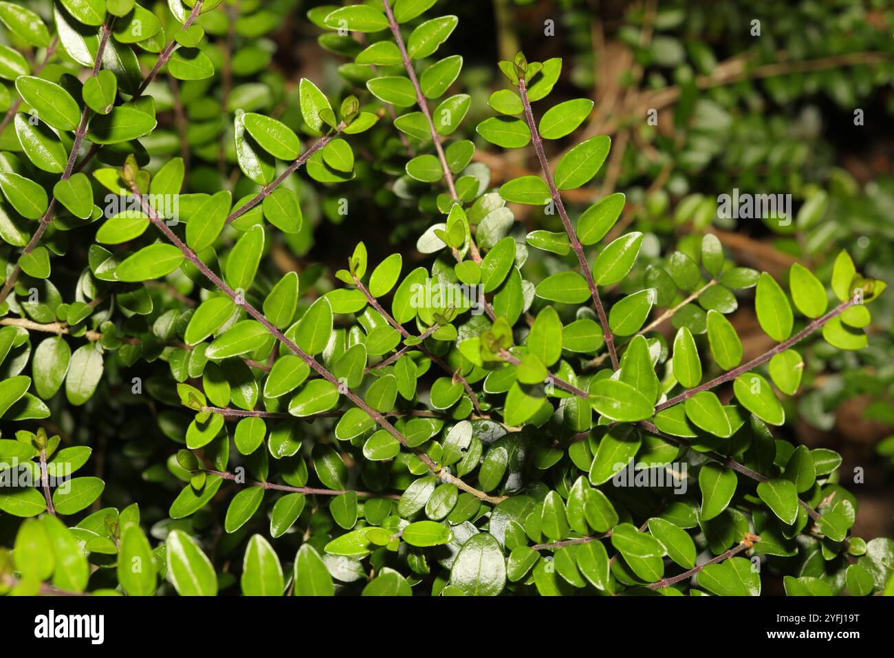 Box-leaved Honeysuckle (Lonicera ligustrina pileata Stock Photo - Alamy