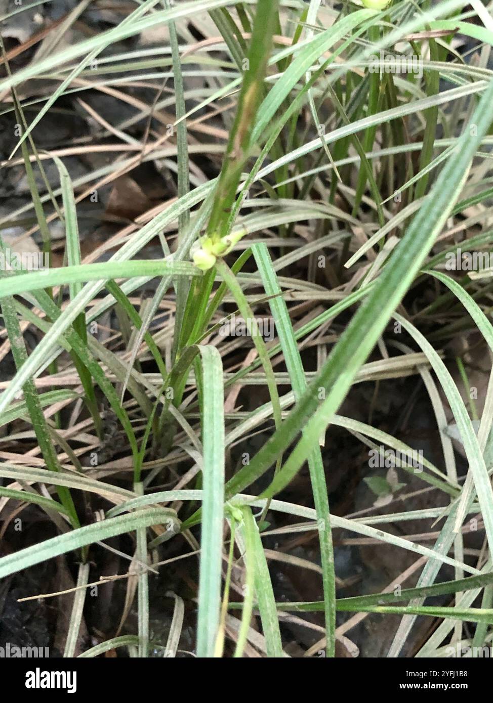 bladder sedge (Carex intumescens Stock Photo - Alamy