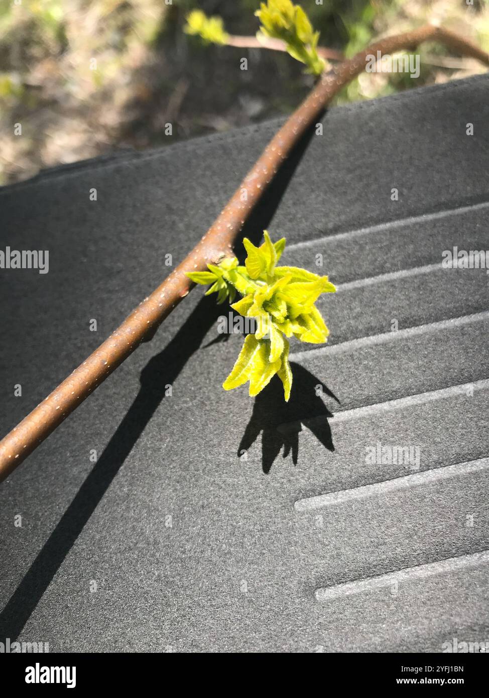 Wafer Ash (Ptelea trifoliata mollis Stock Photo - Alamy