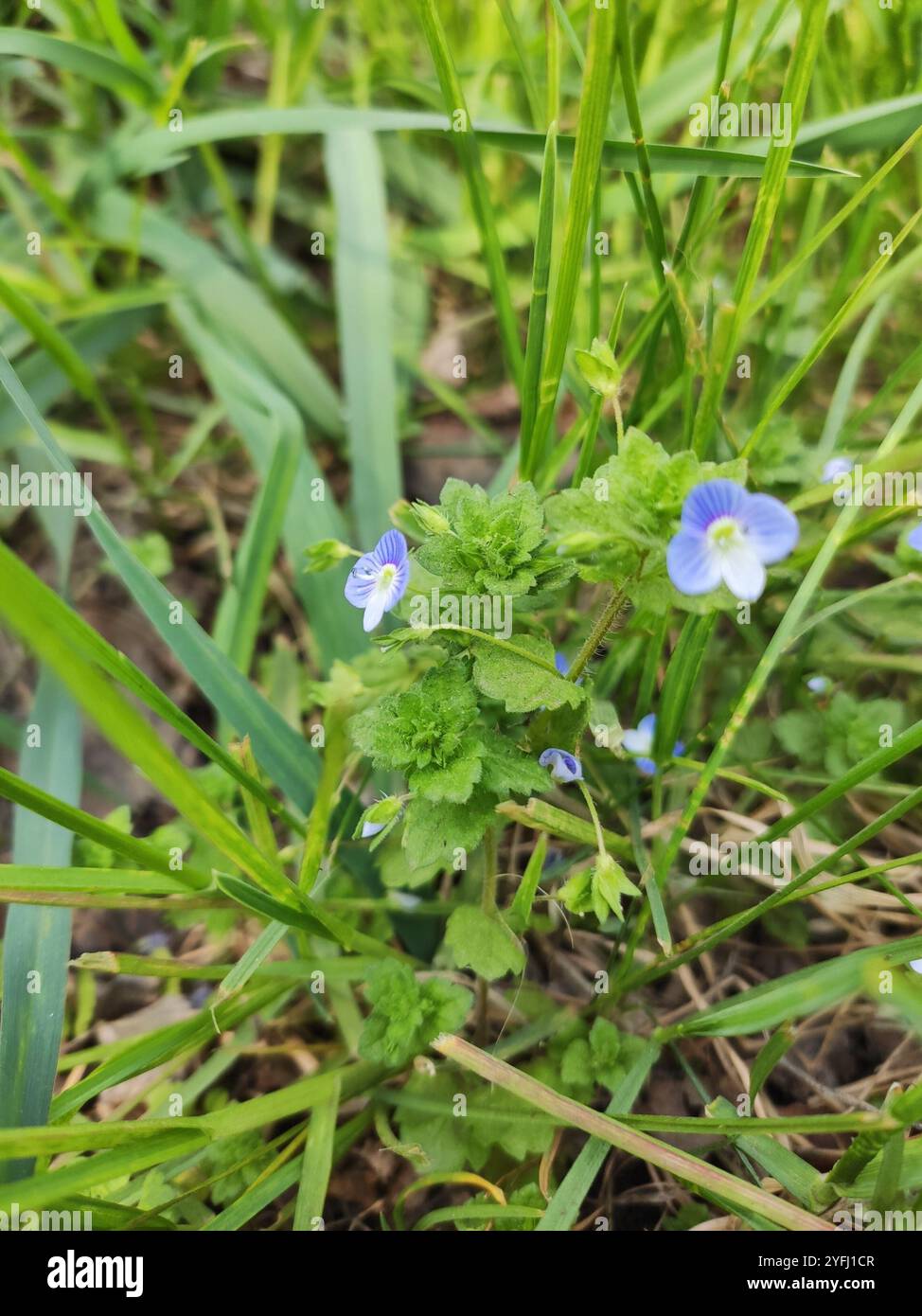 bird's-eye speedwell (Veronica persica Stock Photo - Alamy