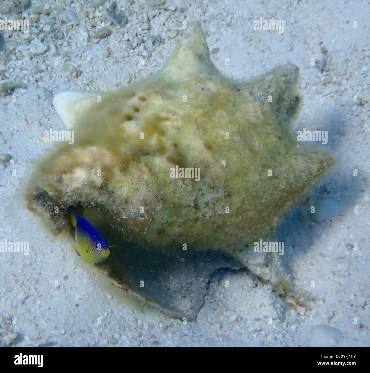 Queen Conch (Aliger gigas Stock Photo - Alamy