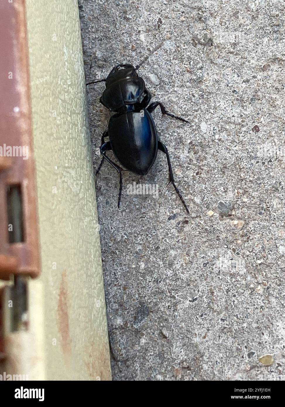 Warrior Beetles (Pasimachus Stock Photo - Alamy