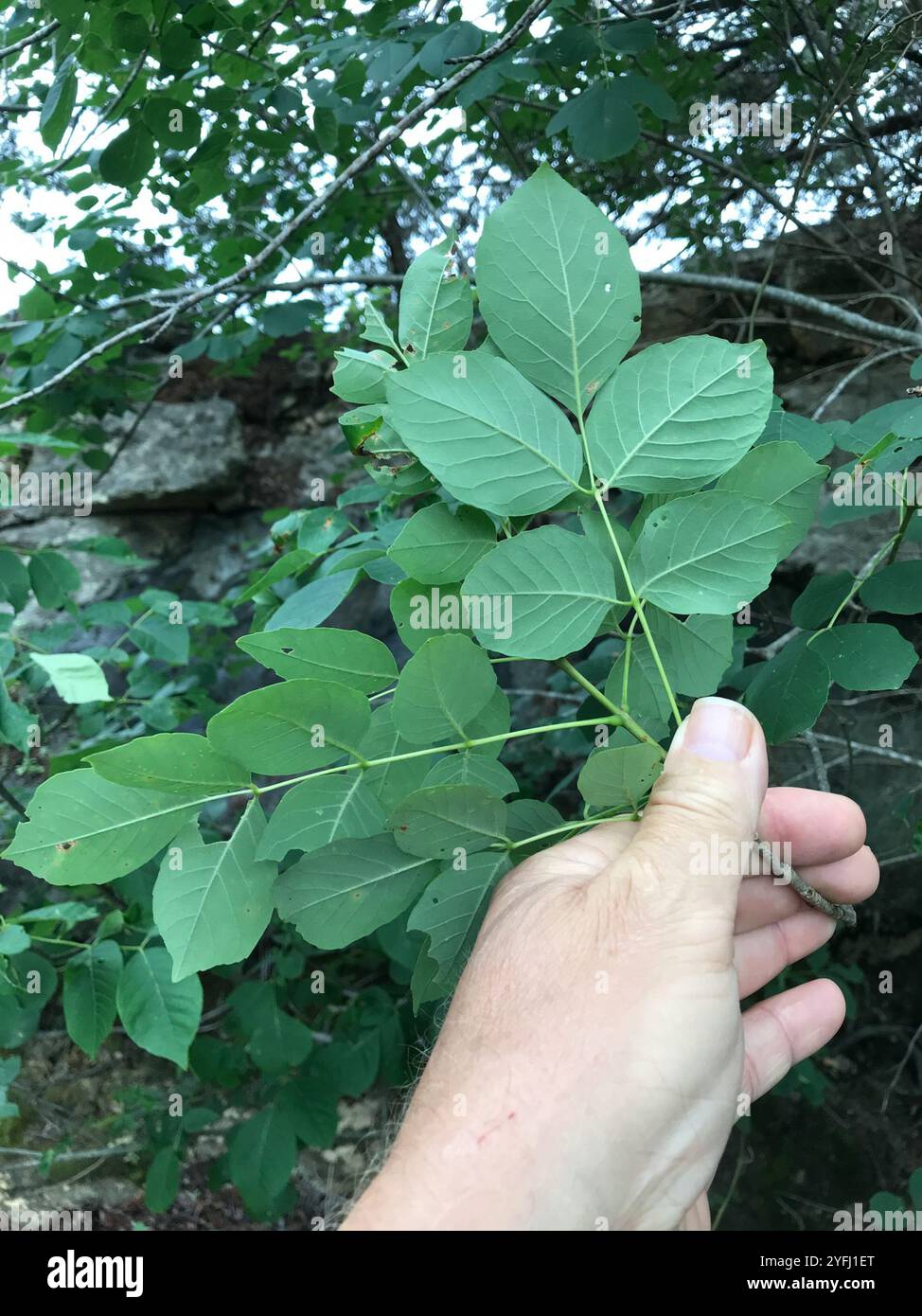 Texas ash (Fraxinus albicans Stock Photo - Alamy