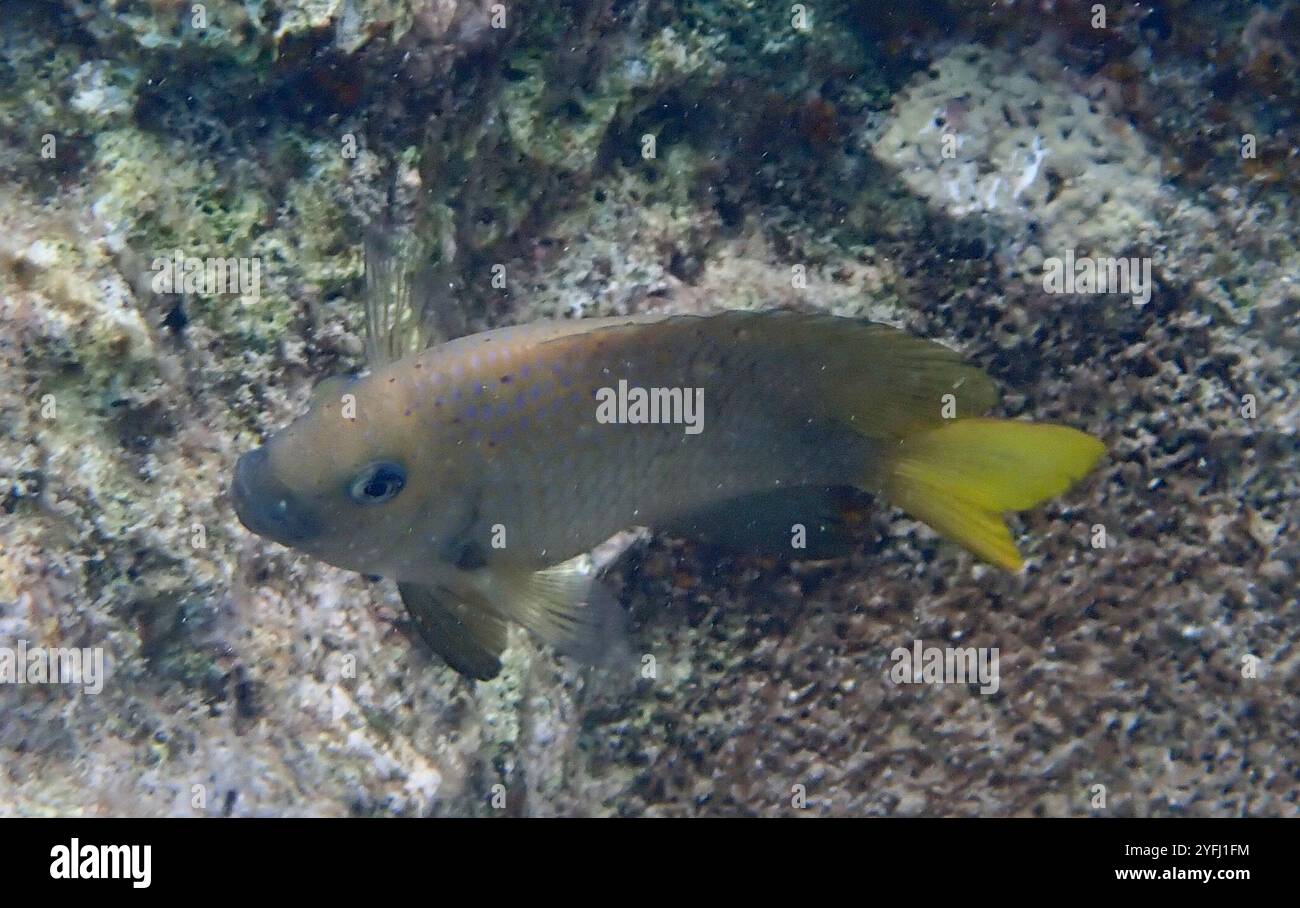 Yellowtail Damselfish (Microspathodon chrysurus Stock Photo - Alamy