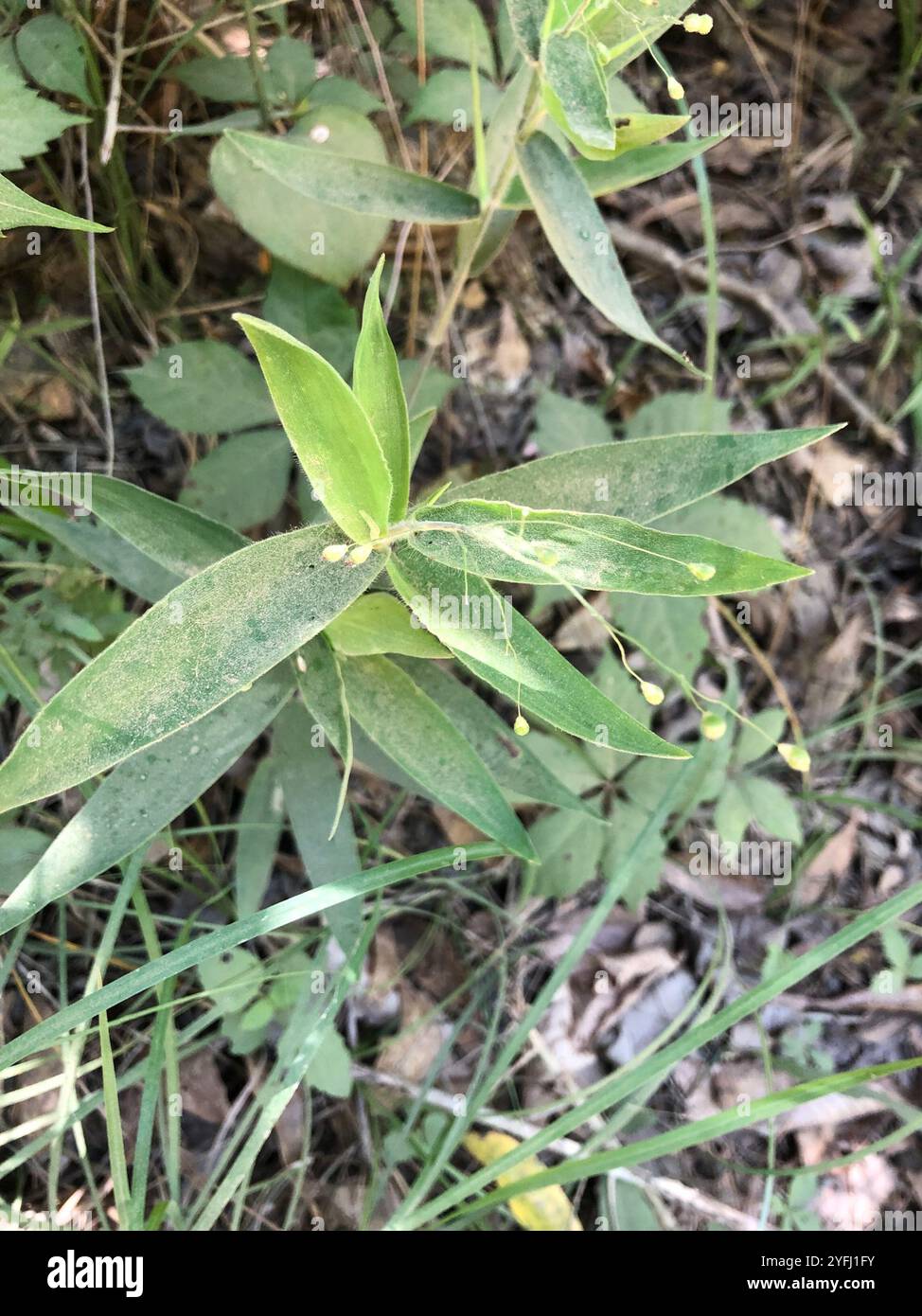 Ravenel's Rosette Grass (Dichanthelium ravenelii Stock Photo - Alamy