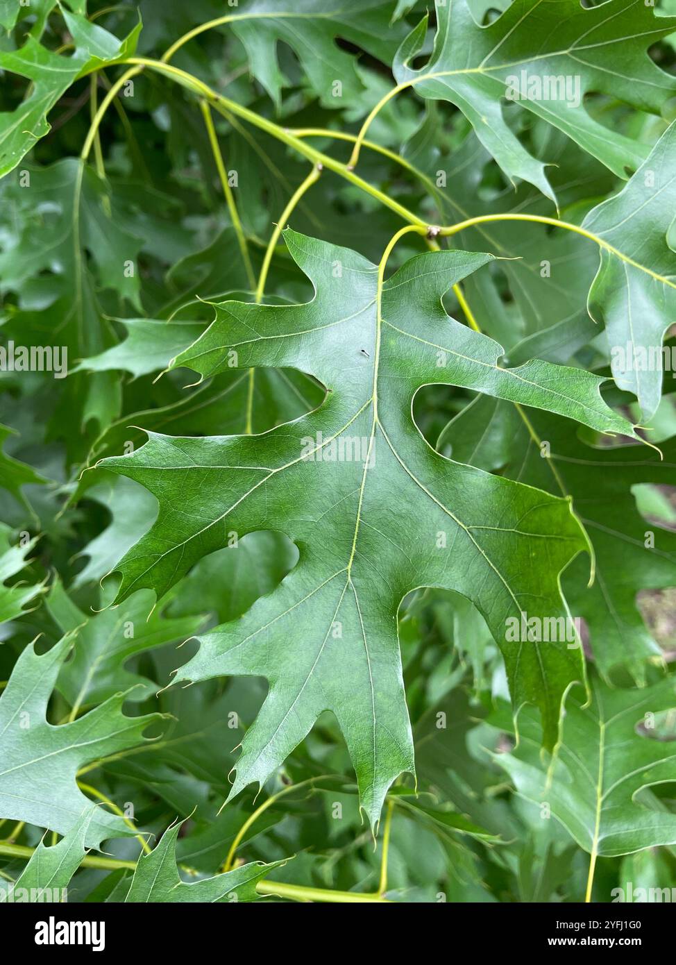 Shumard oak (Quercus shumardii Stock Photo - Alamy