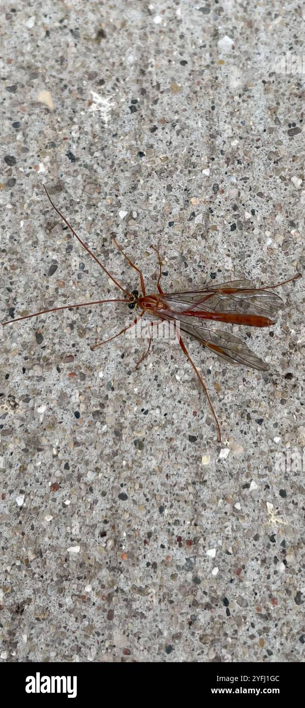 Short-tailed Ichneumonid Wasps (Ophioninae Stock Photo - Alamy