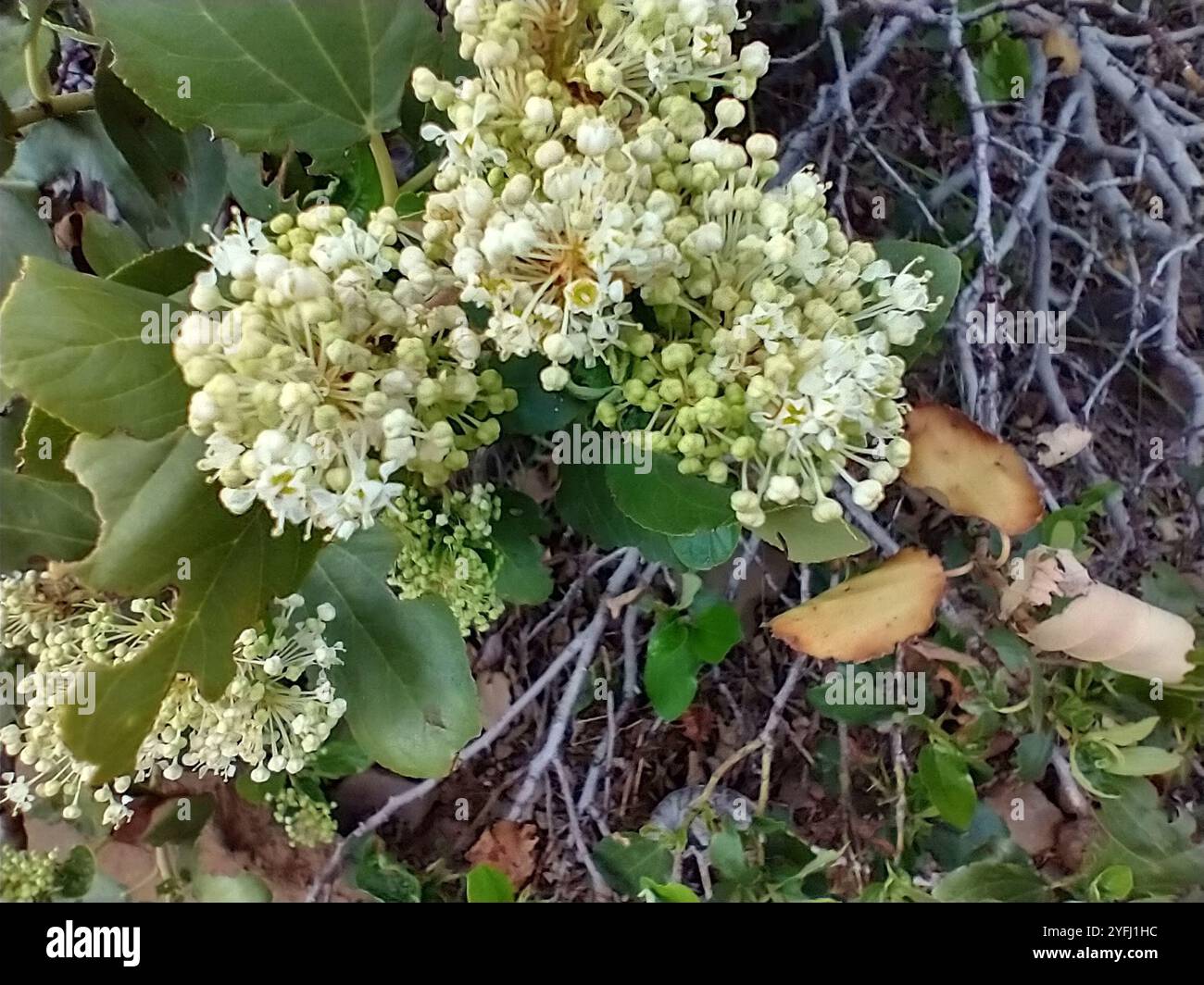 Snowbrush Ceanothus (Ceanothus velutinus Stock Photo - Alamy