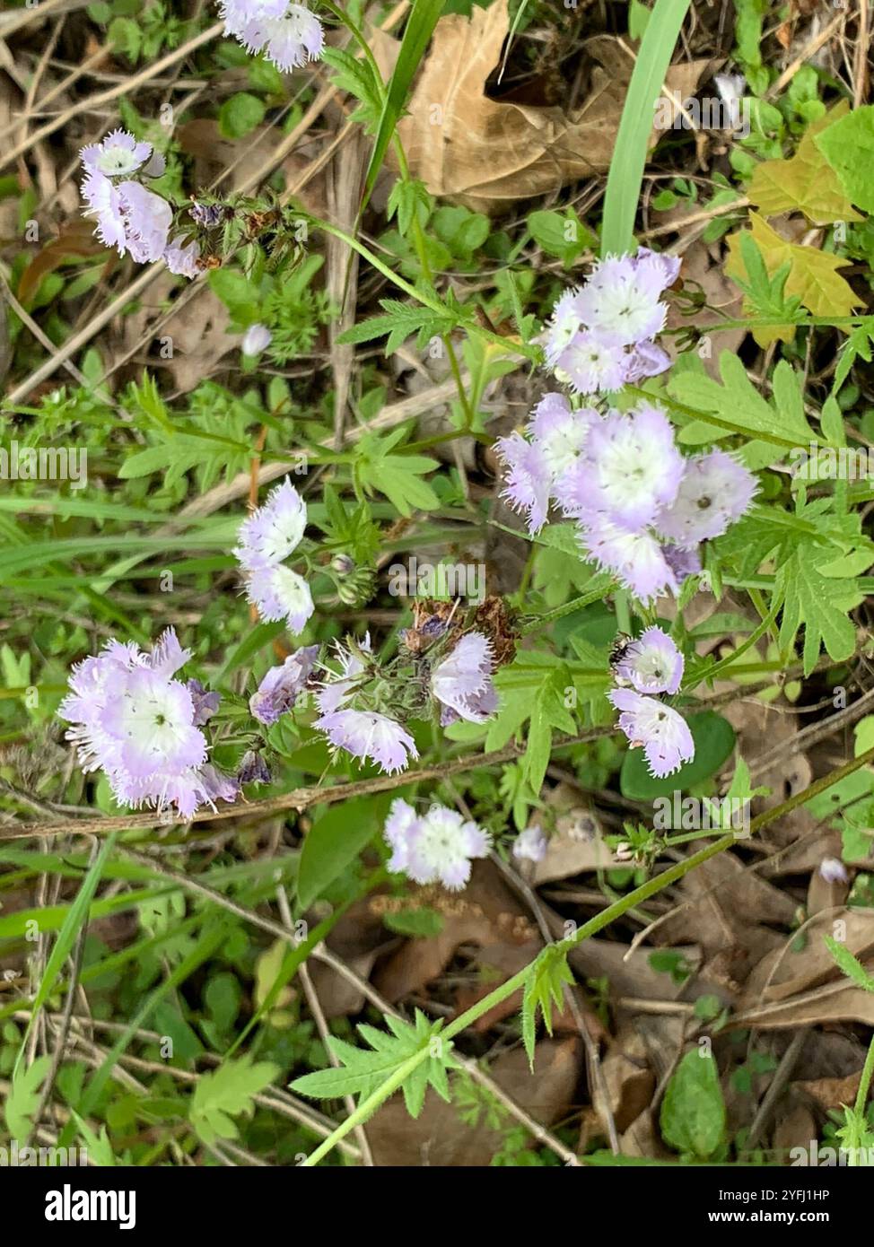 Miami Mist (Phacelia purshii Stock Photo - Alamy
