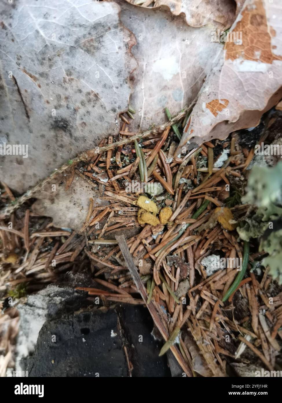 Siberian Flying Squirrel (Pteromys volans Stock Photo - Alamy